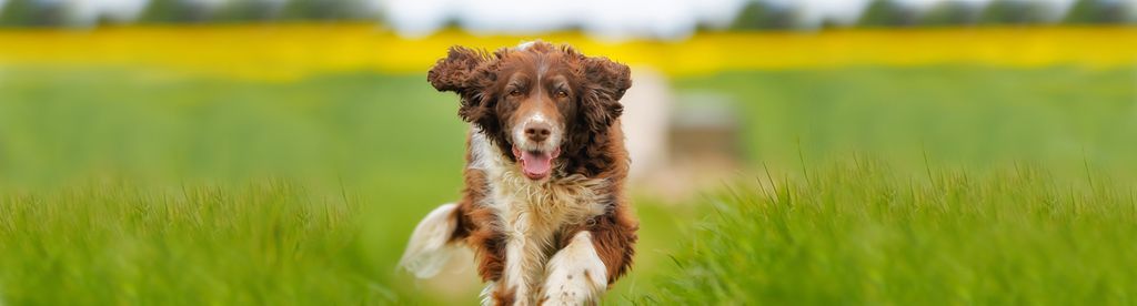 Pet FAQ | Canivora Research International