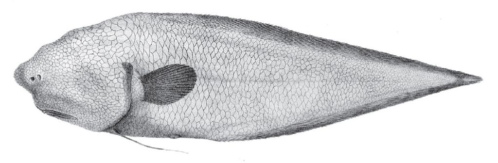 The Faceless Fish of the Deep, Deep Sea