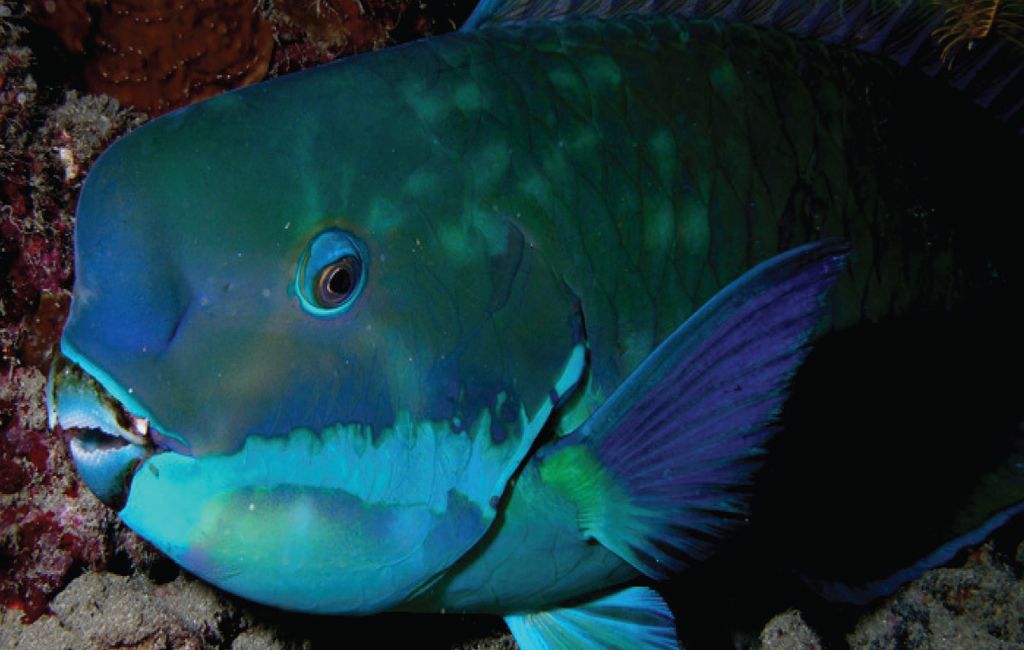 Parrotfish Farmers Protect Coral