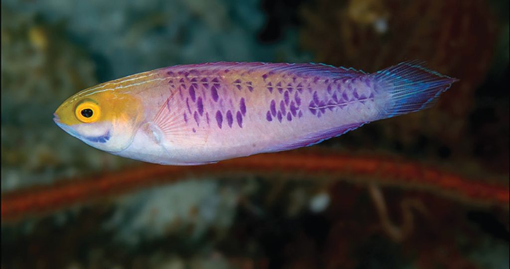 A Mystical Name for a Magnificent Fish