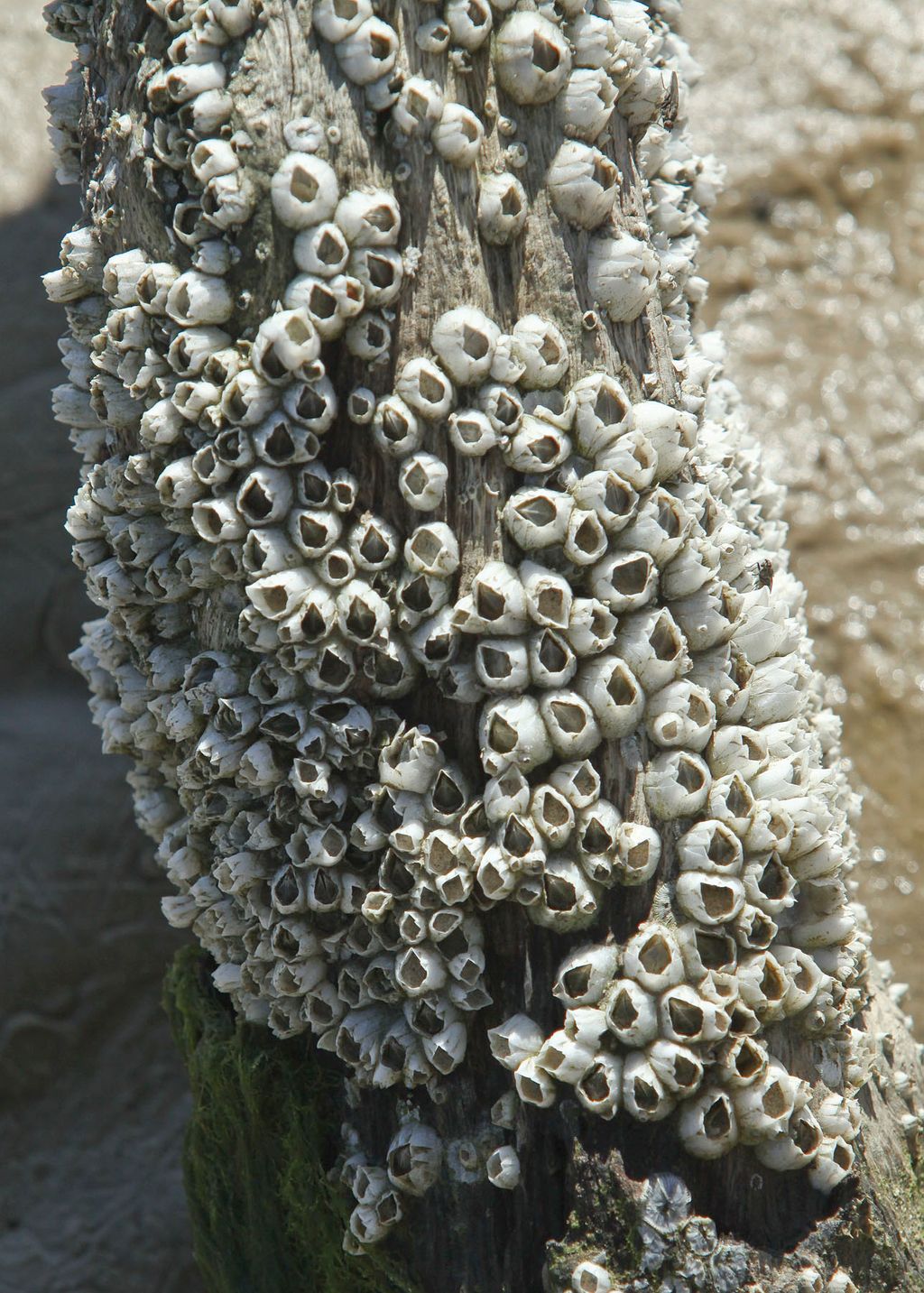 Barnacles A Beginning