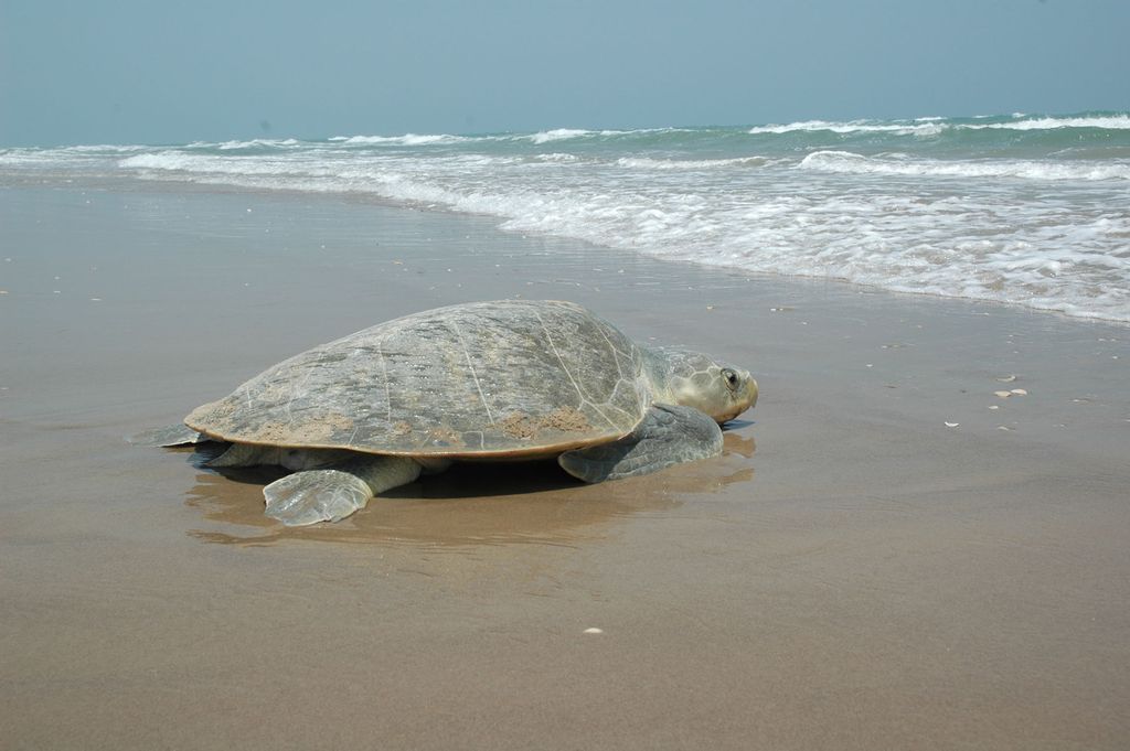 Turtles, Birds, and Equipment Tips