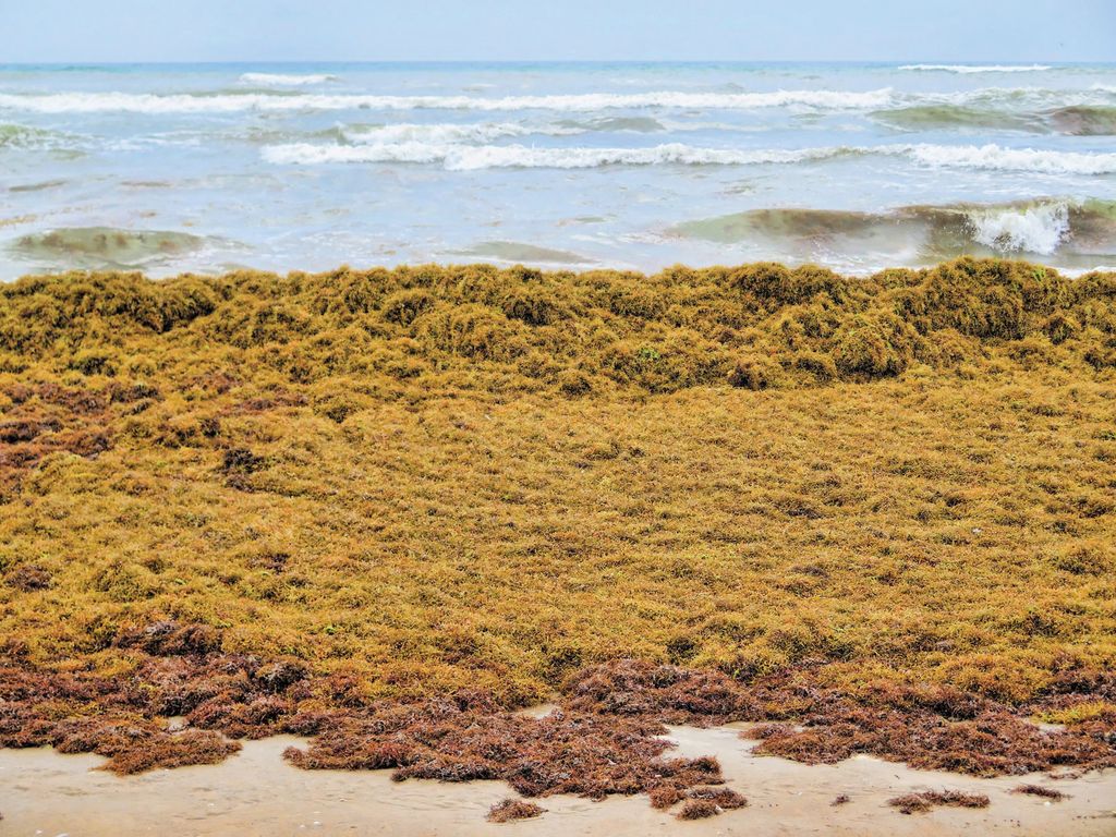 Dealing with the Sargassum