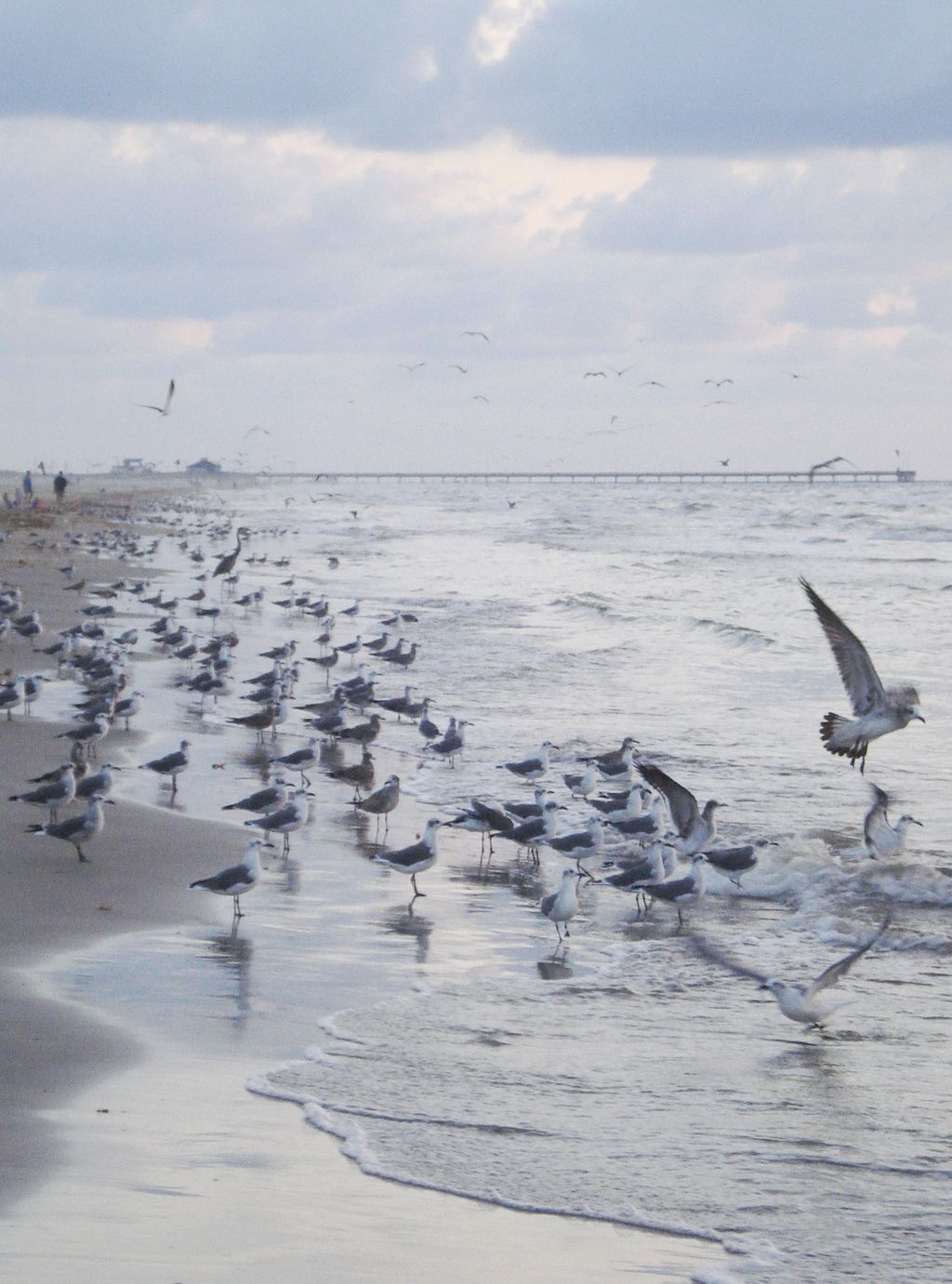 Different Color Seagulls